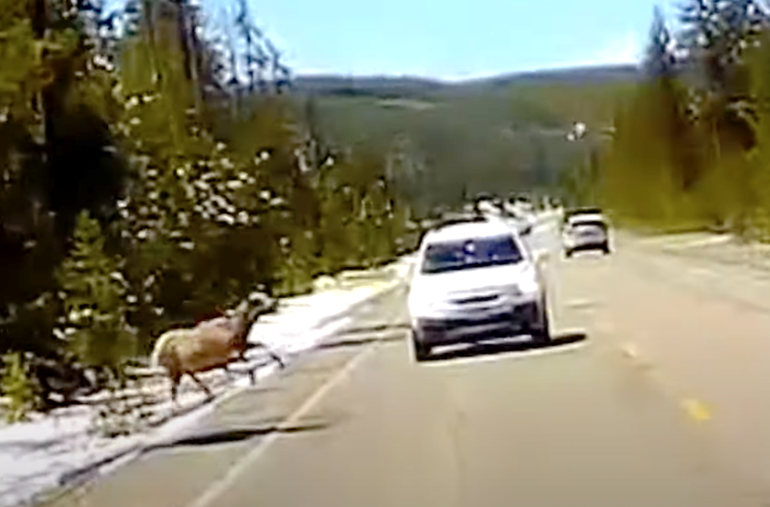 Yellowstone adventure: Elk runs into car while being chased by wolf ...