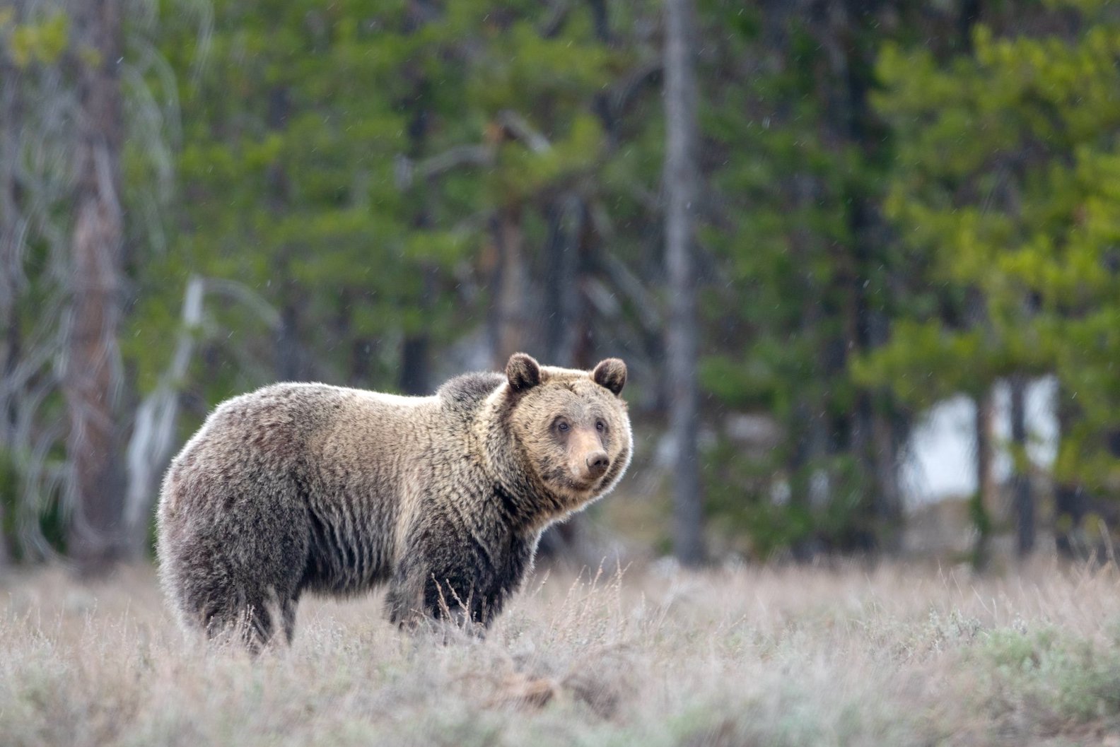 Careless campers get griz moved - JacksonHolePress