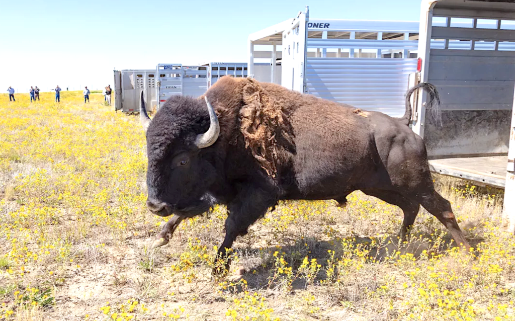 Bison cull begins in Yellowstone - JacksonHolePress