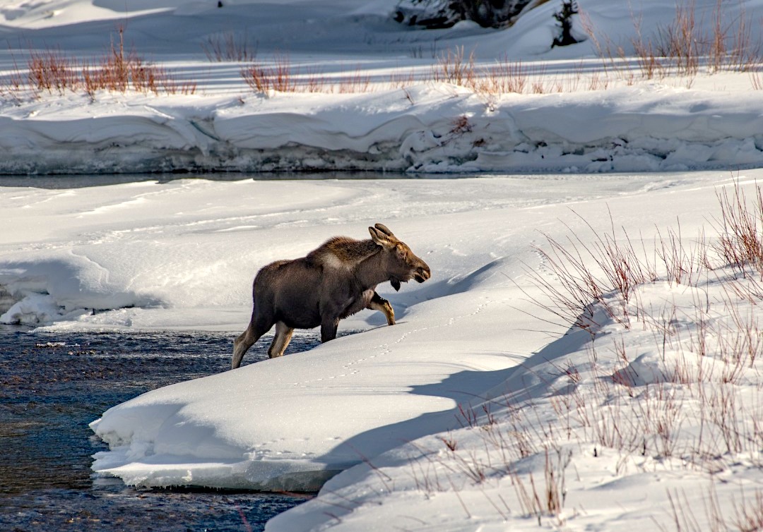 Moose calf survives fall through ice into pond - JacksonHolePress